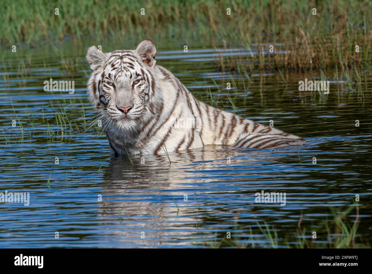 White tiger in river in South Africa Stock Photo - Alamy