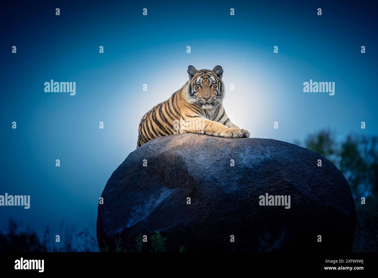 Tiger in artistic image in South Africa Stock Photo - Alamy