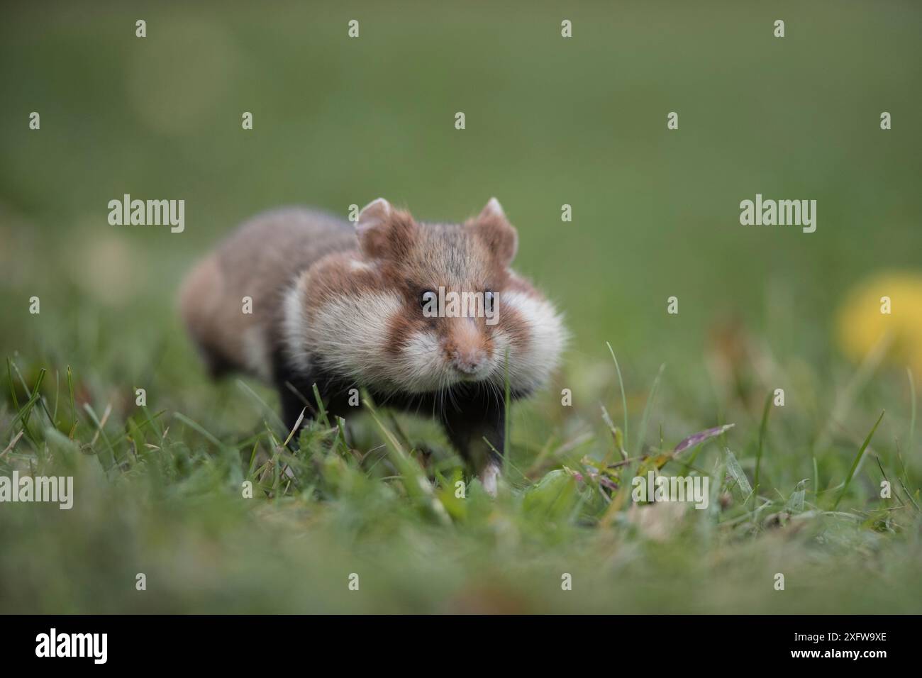 Cheek pouches hi-res stock photography and images - Alamy