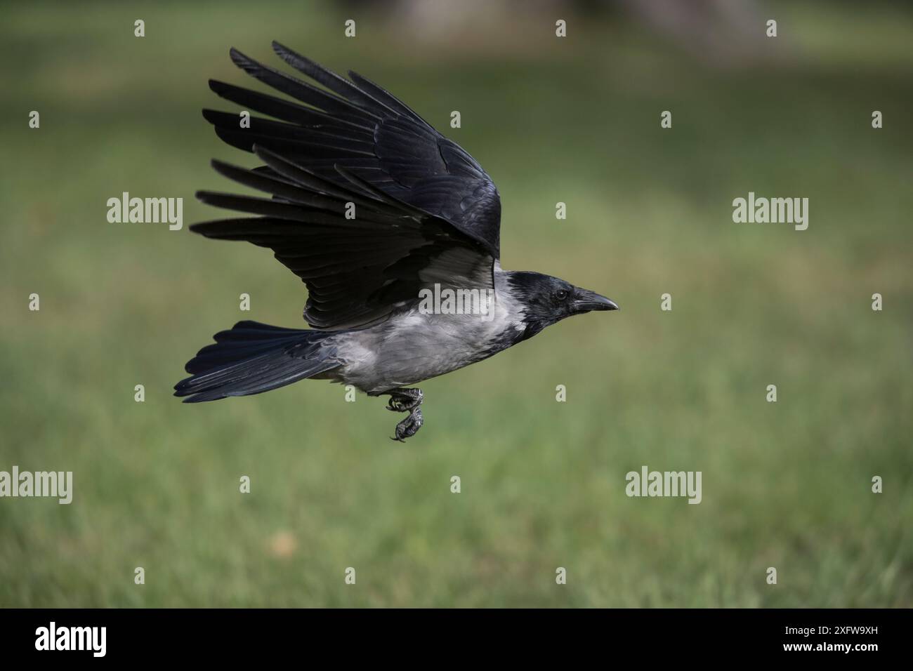 Hooded crow (Corvus cornix) flying low, Vienna, Austria. October Stock ...