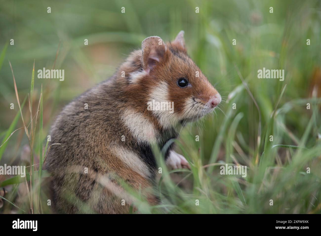 European hamster (Cricetus cricetus) standing in grass, Vienna, Austria ...