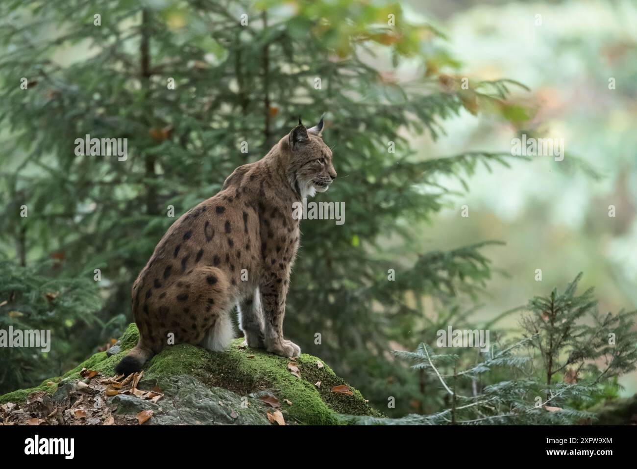 Female Lynx (Lynx lynx) sitting on rock, Bavarian Forest National Park ...