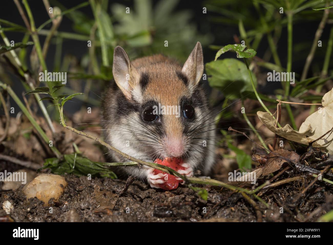 Garden Dormouse ( Eliomys quercinus) eating a strawberry, Germany ...