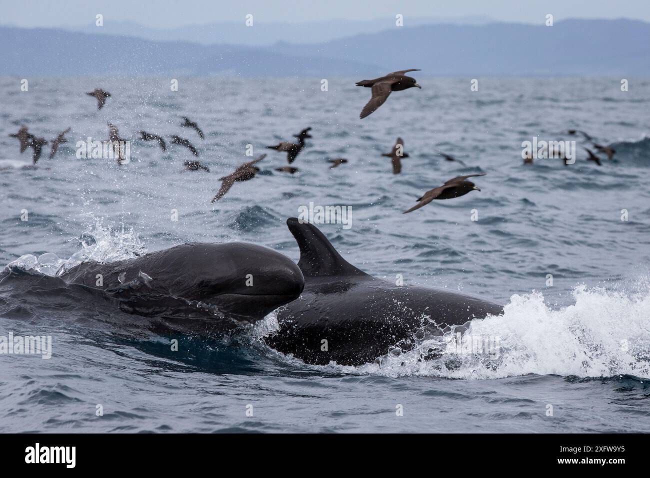 False killer whales (Pseudorca crassidens) followed by Black petrels ...