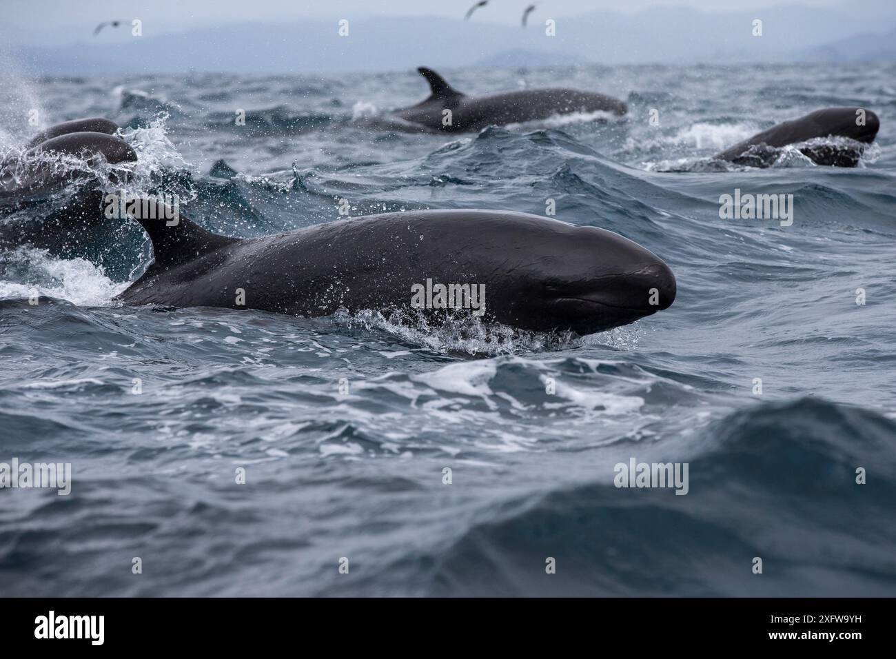 False killer whales (Pseudorca crassidens) surfacing Northern New ...