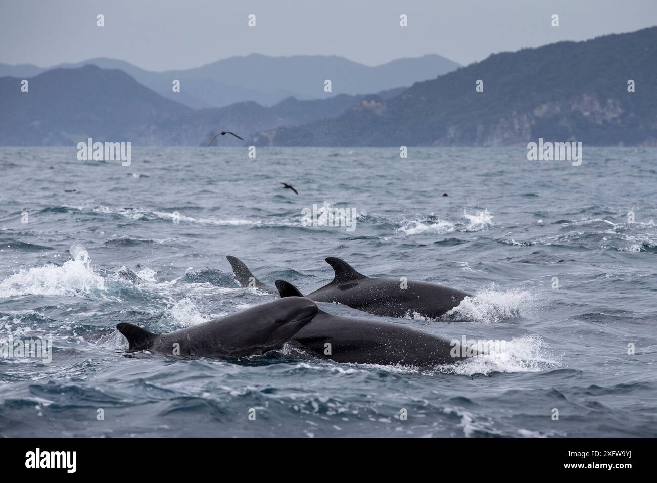 False killer whales (Pseudorca crassidens) surfacing Northern New ...