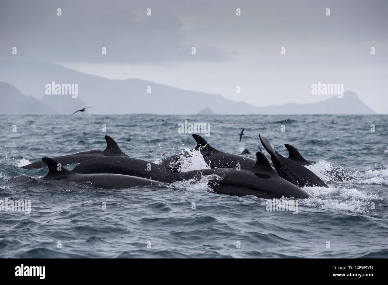 False killer whales (Pseudorca crassidens) Northern New Zealand ...