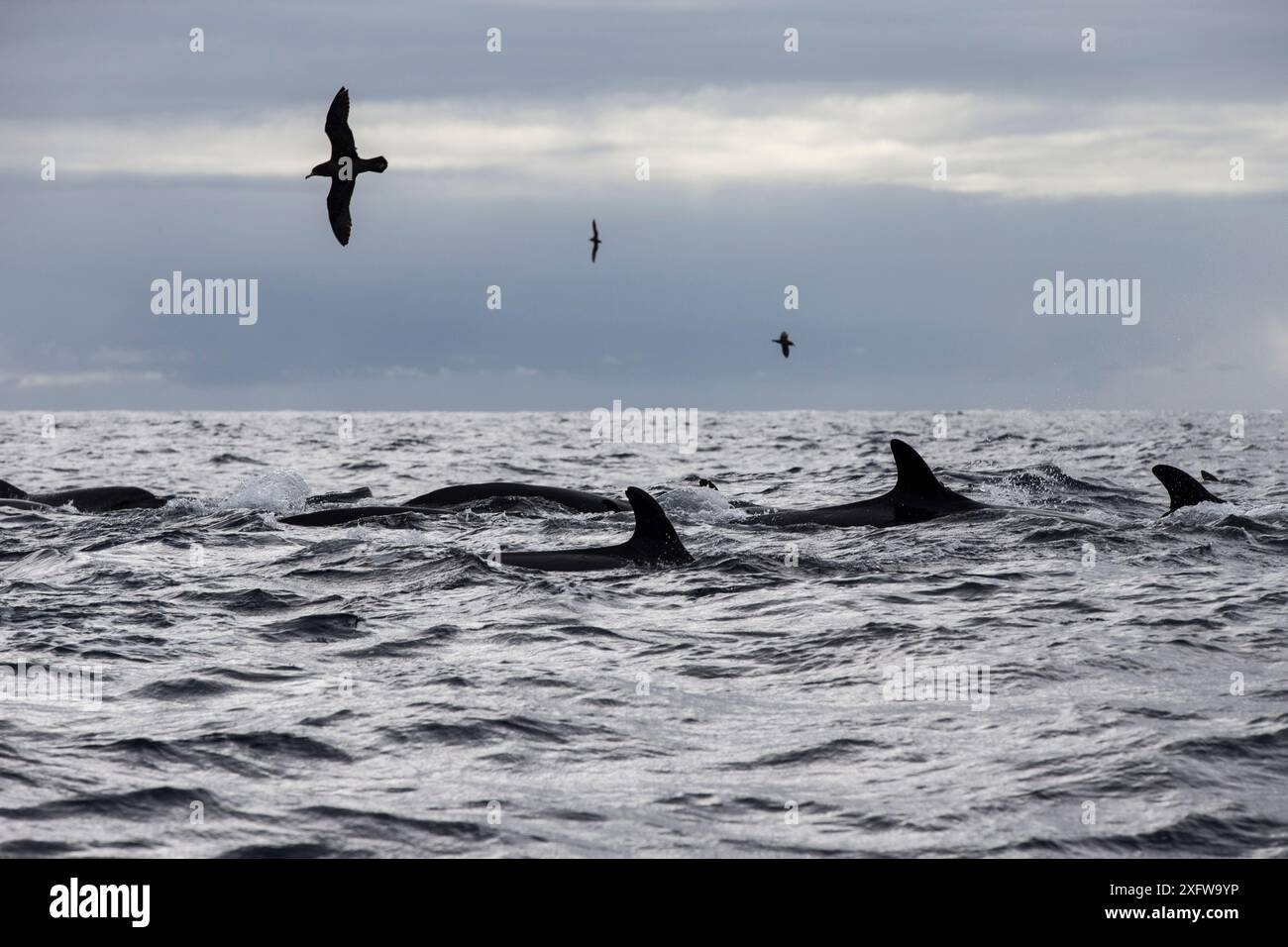 False killer whales (Pseudorca crassidens) followed by Black petrels ...