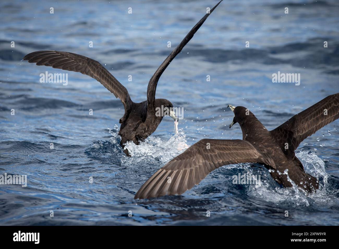 Black petrels (Procellaria parkinsoni) fight over food scraps left ...