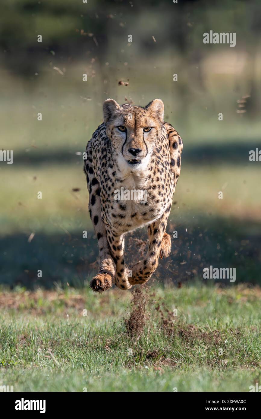 Cheetah running at speed Stock Photo - Alamy