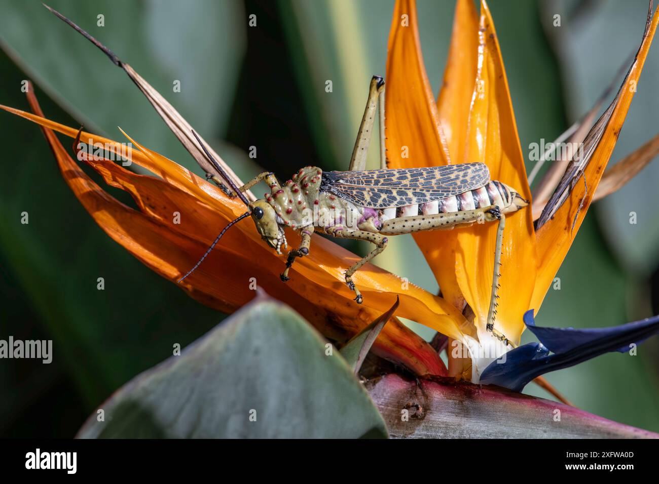 Locust bird hi-res stock photography and images - Alamy