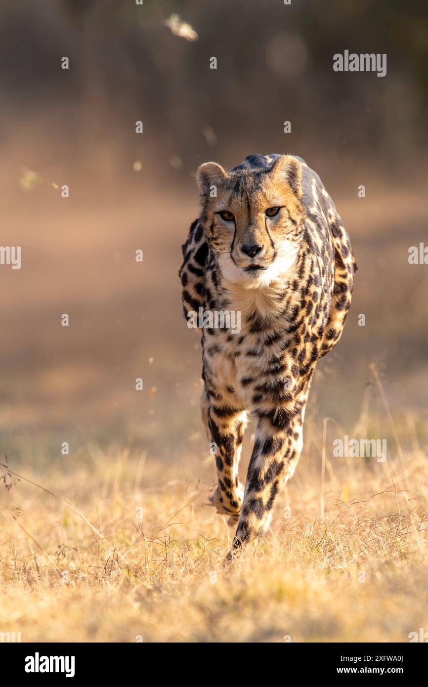 Cheetah running at speed Stock Photo - Alamy