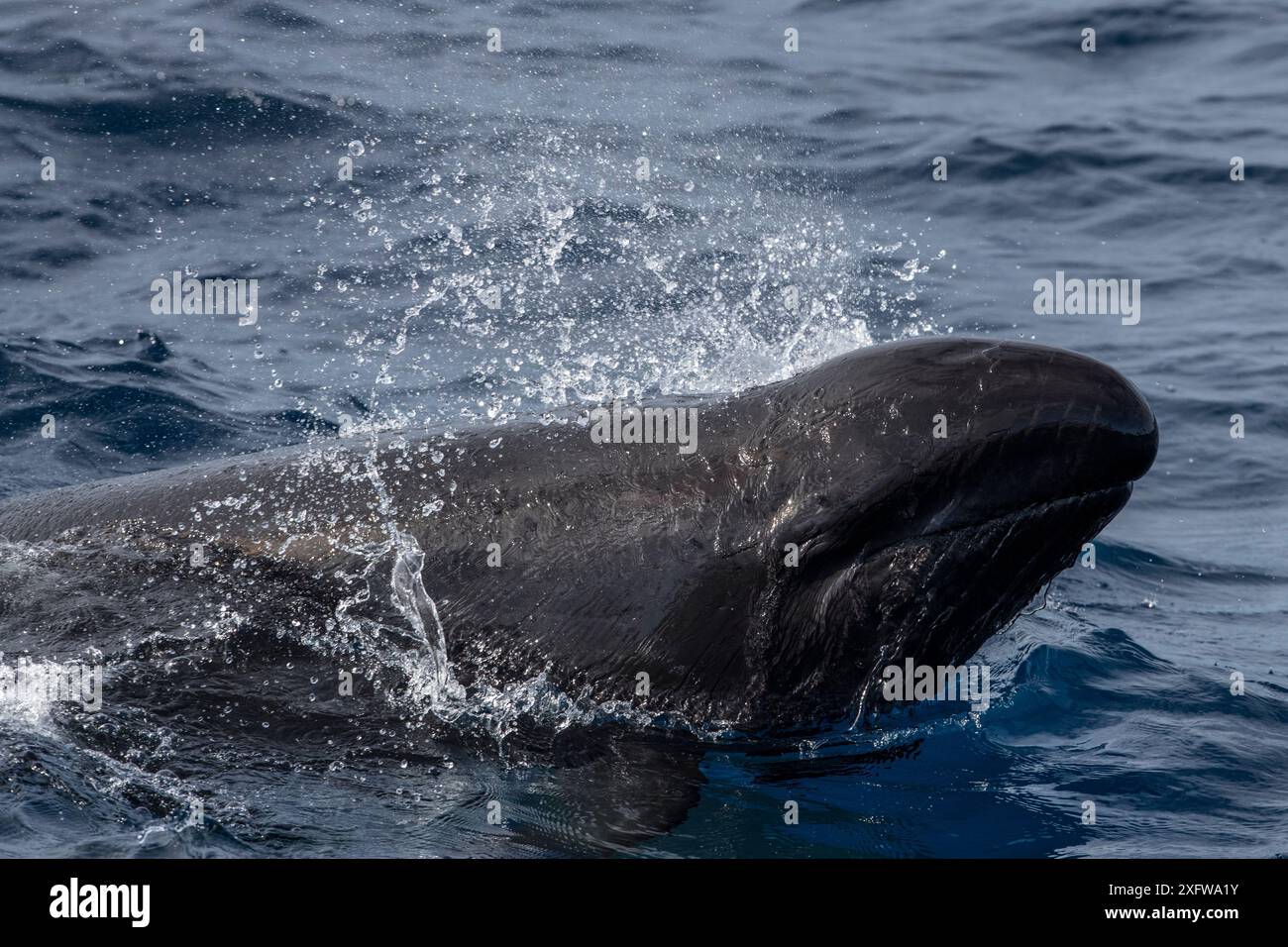 False killer whales (Pseudorca crassidens), Northern New Zealand ...