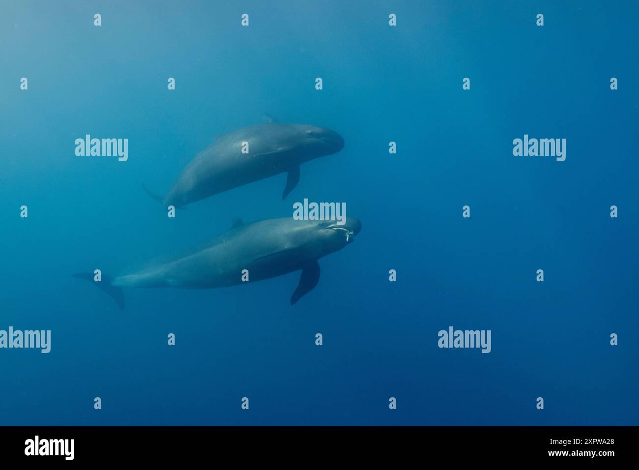 False killer whales (Pseudorca crassidens), Northern New Zealand ...