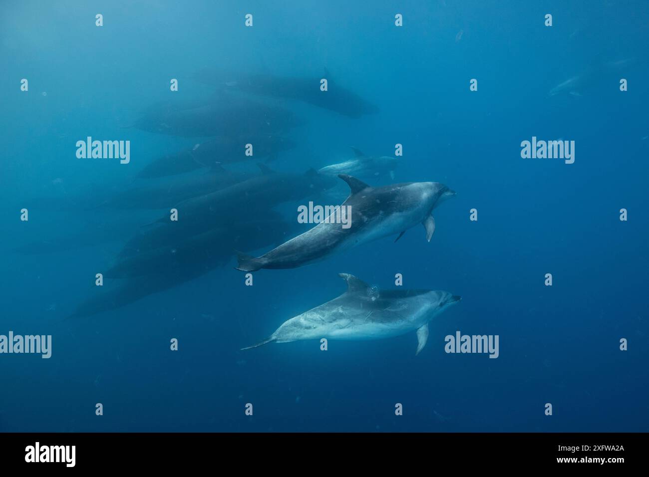 False killer whales (Pseudorca crassidens) traveling with a pod of ...