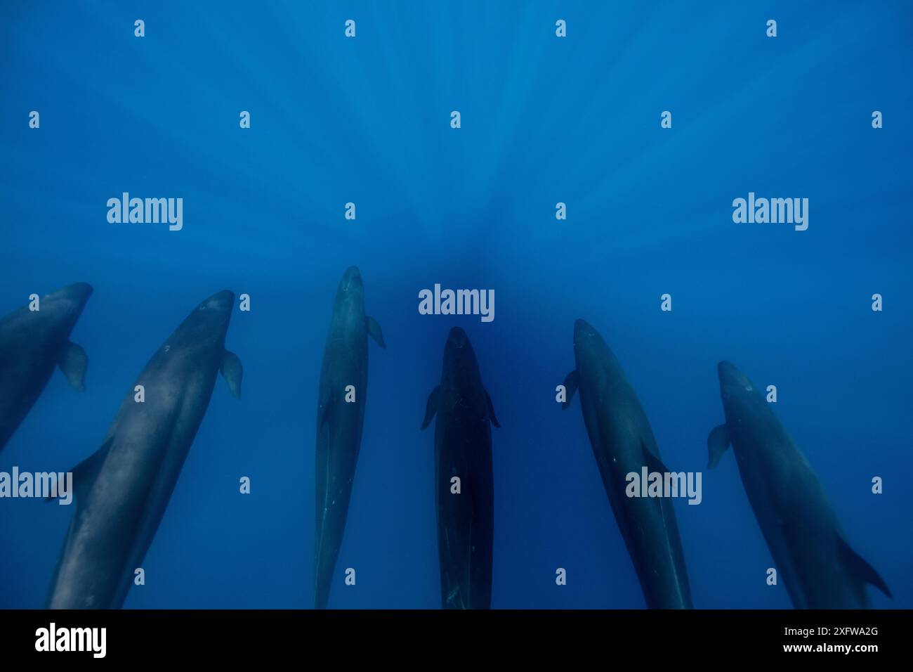 False killer whales (Pseudorca crassidens), Northern New Zealand ...