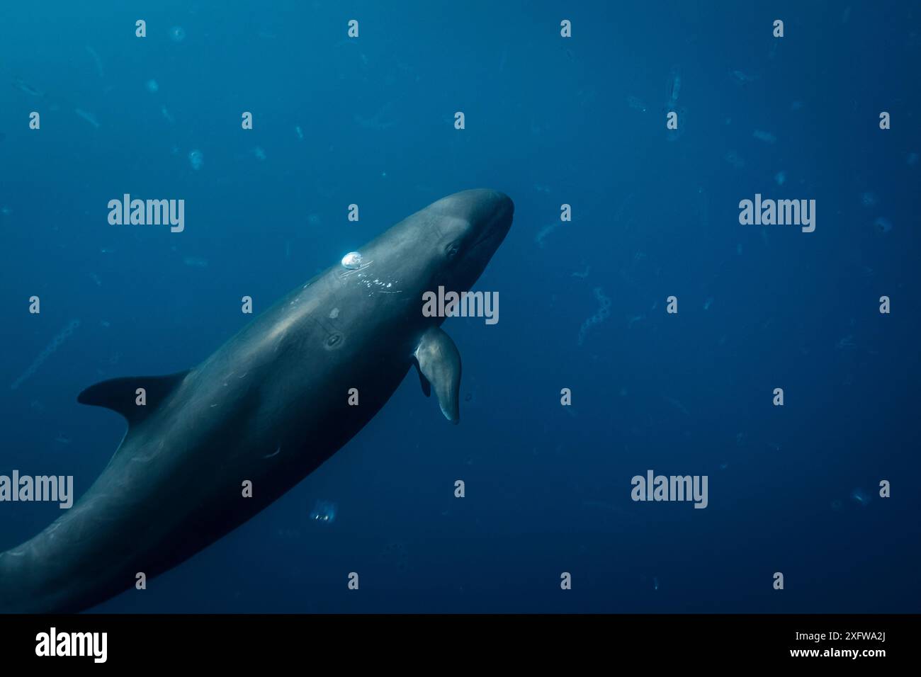 False killer whales (Pseudorca crassidens), Northern New Zealand ...