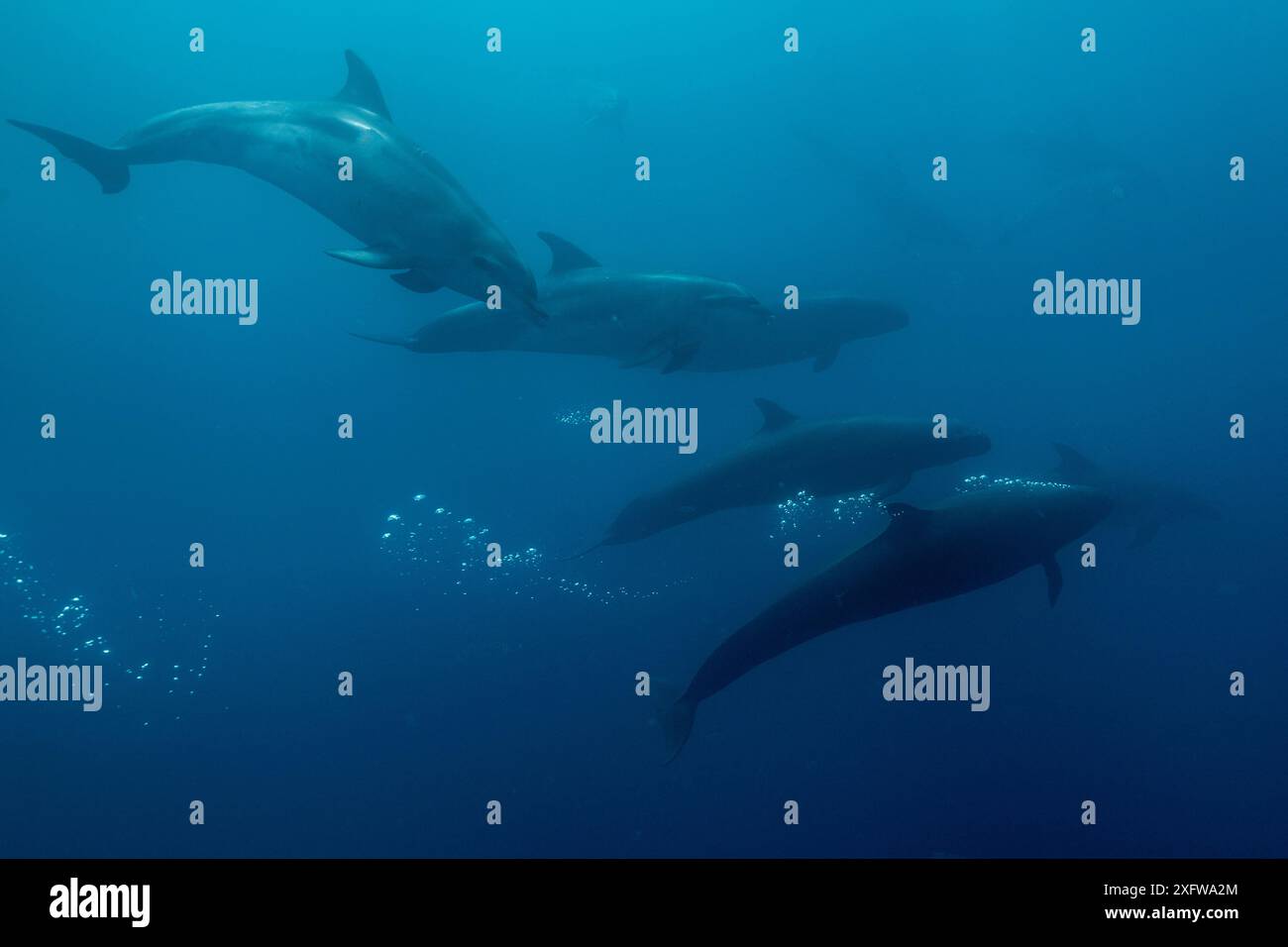 False killer whales (Pseudorca crassidens) travelling with a pod of ...