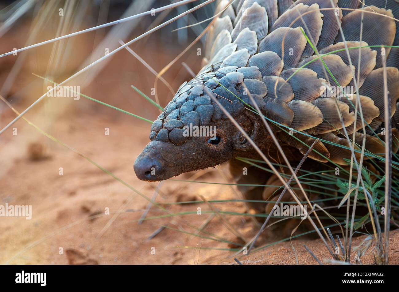 Pangolin hi-res stock photography and images - Alamy