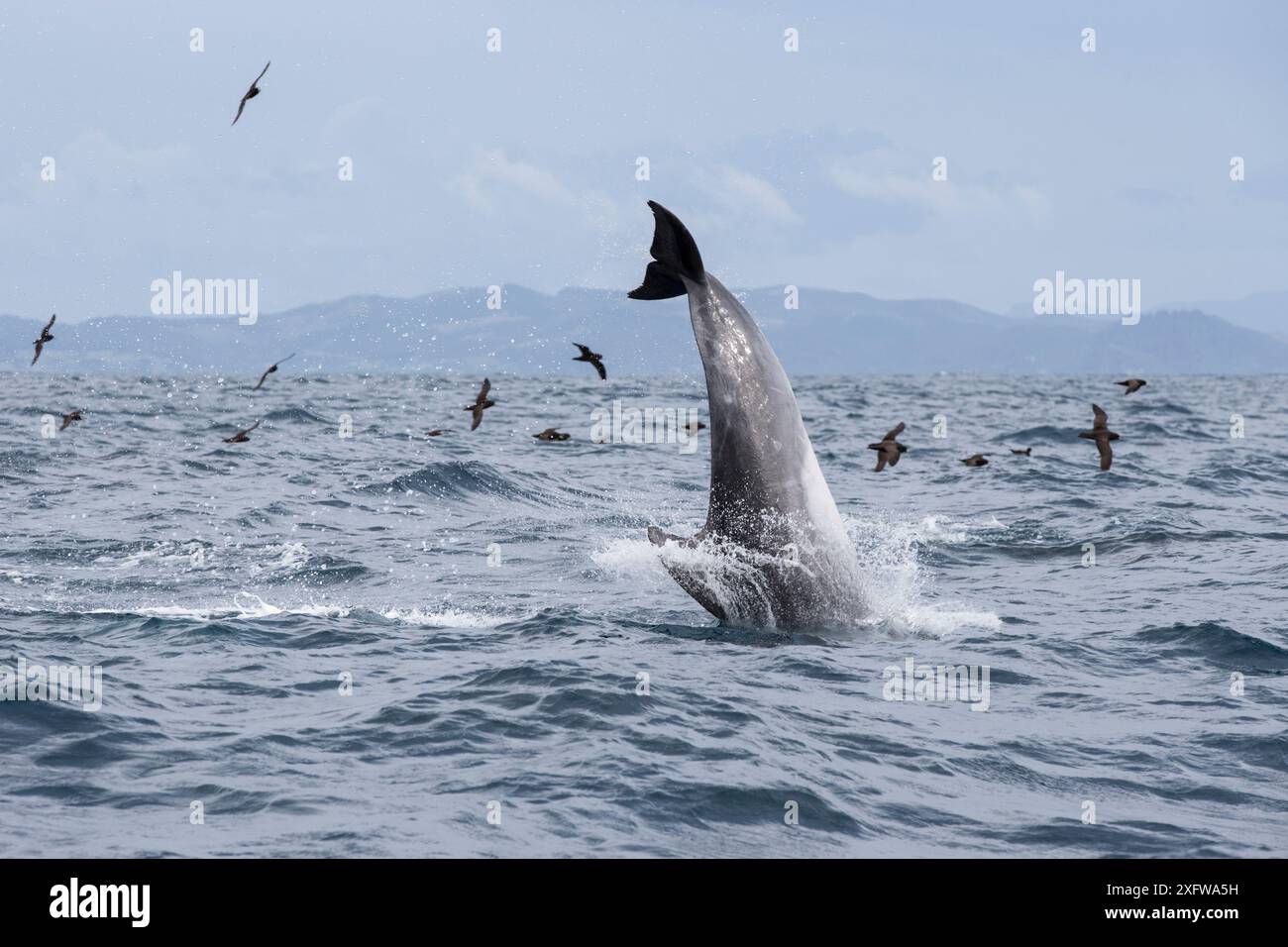 Pelagic Bottlenose dolphins (Tursiops truncatus) followed by Black ...