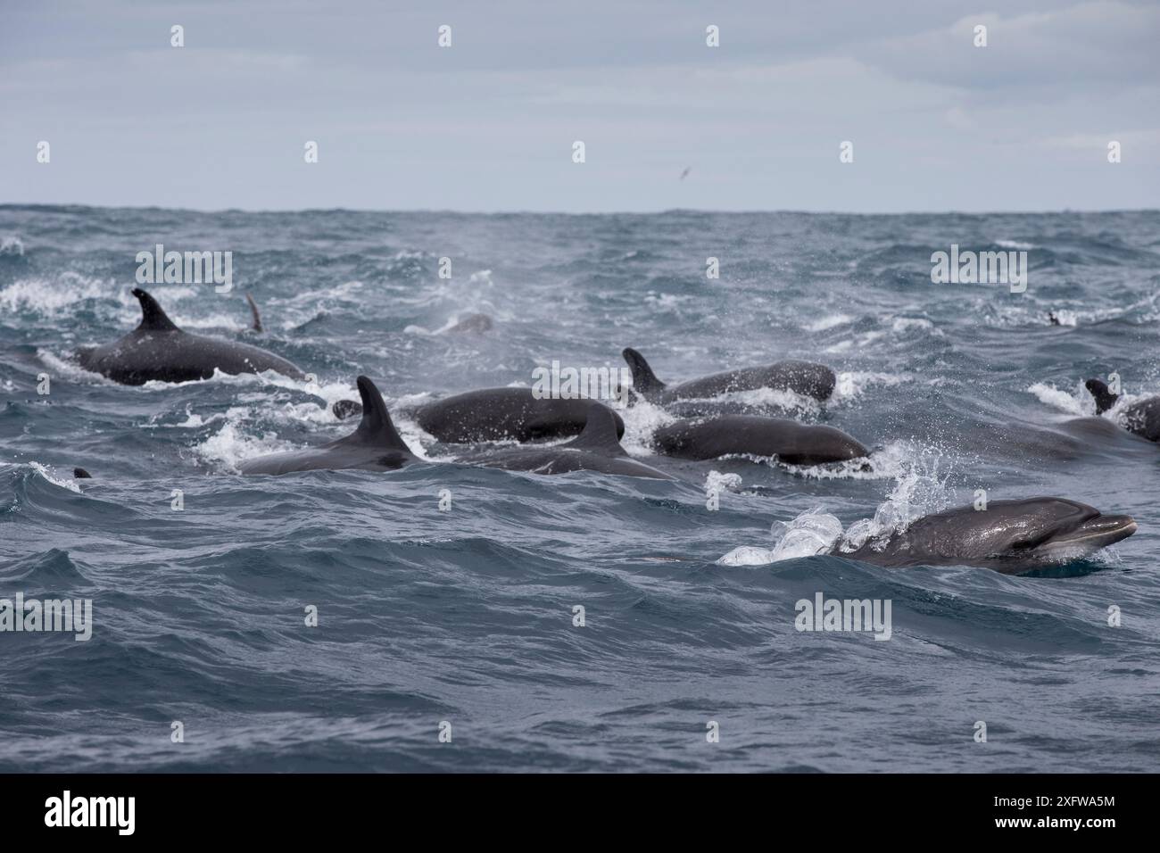 False killer whales (Pseudorca crassidens) traveling with a pod of ...