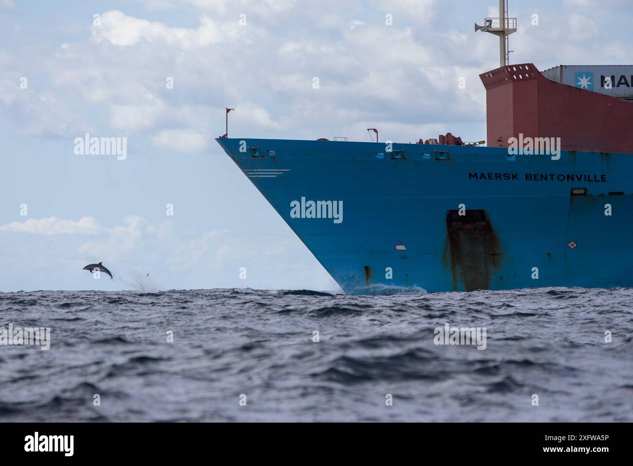 Pelagic Bottlenose dolphin (Tursiops truncatus ) rides the bow of a ...