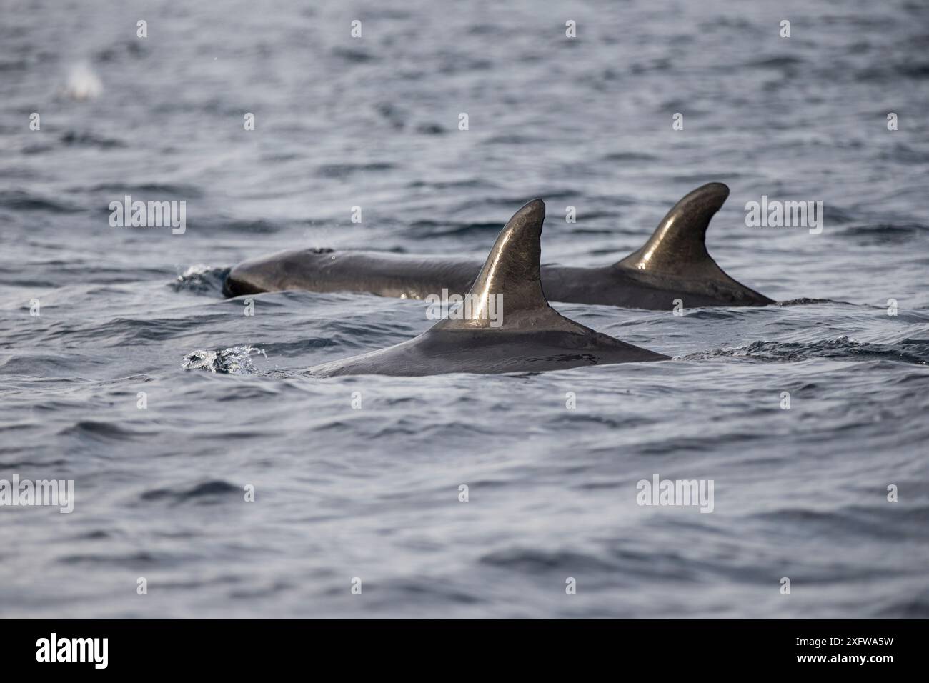 False killer whales (Pseudorca crassidens) Northern New Zealand ...