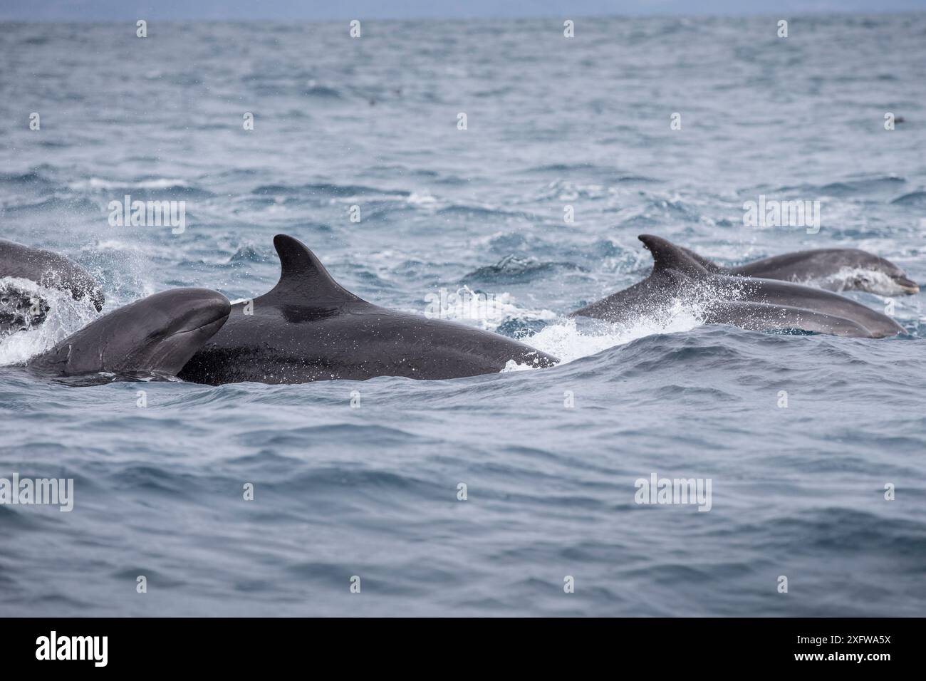 False killer whales (Pseudorca crassidens) traveling with a pod of ...