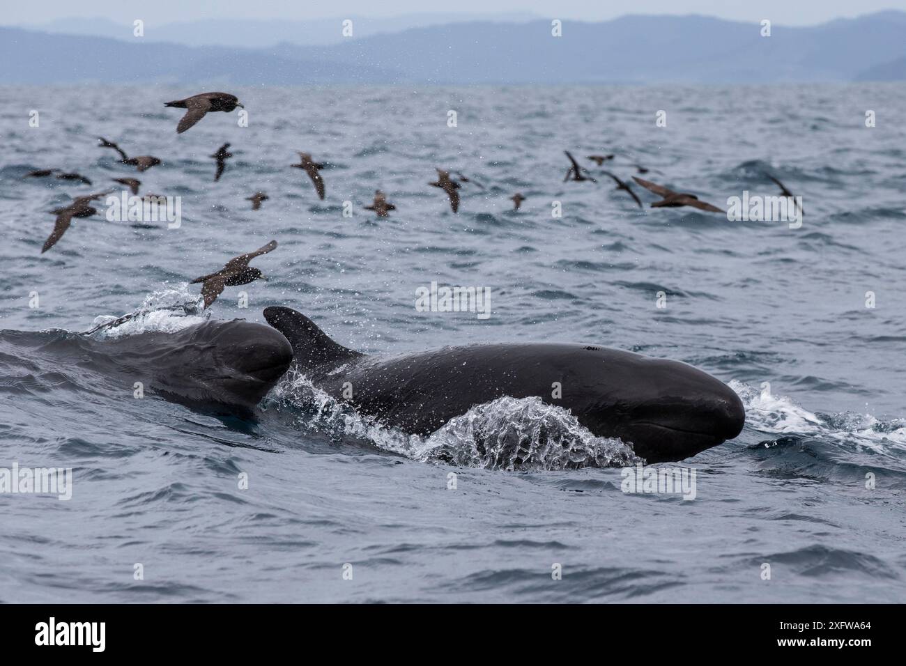 False killer whales (Pseudorca crassidens) surfacing followed by Black ...