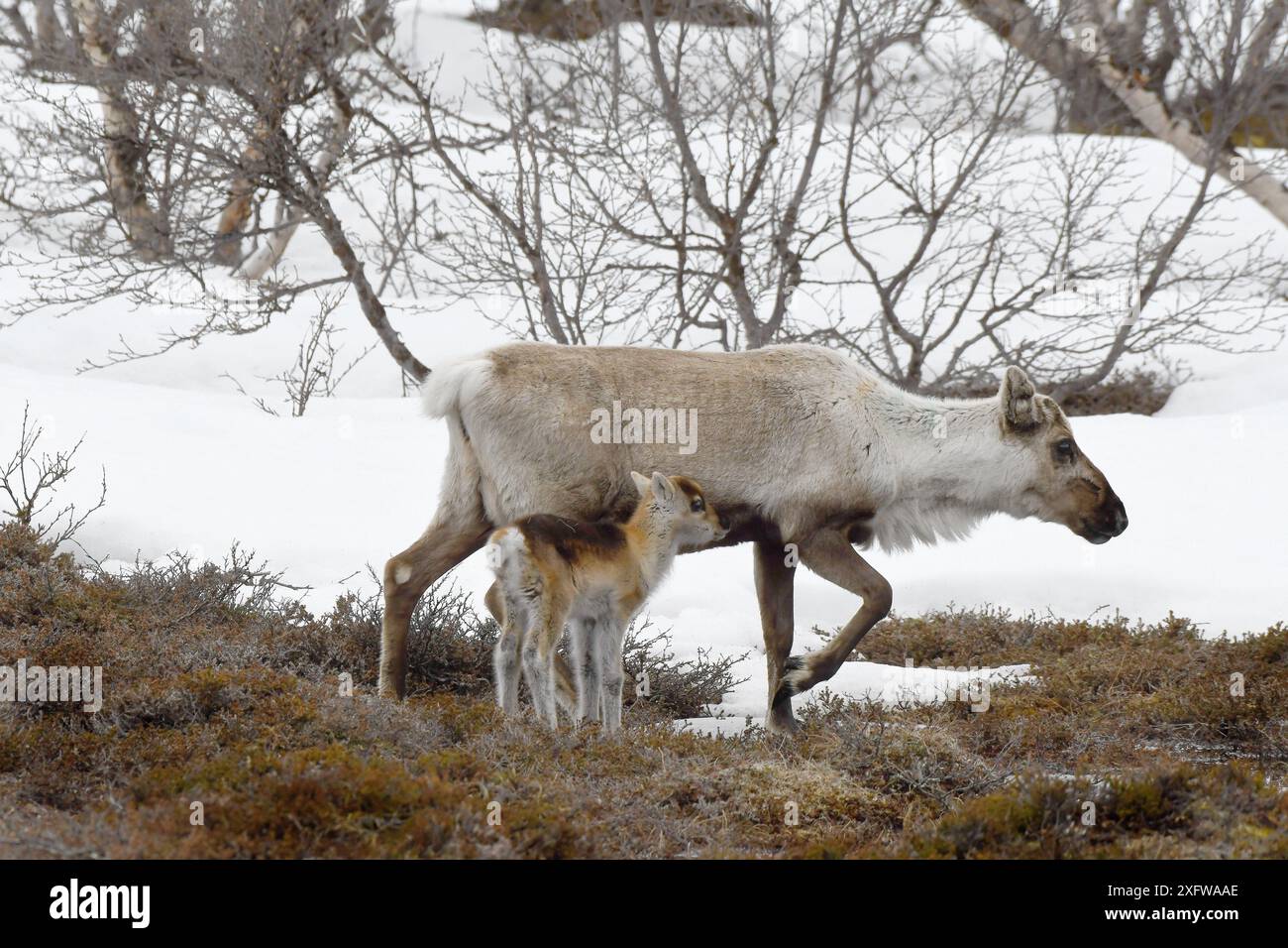 Reindeer (Rangifer tarandus) feeding on lichen. Mother and calf Sandvik ...