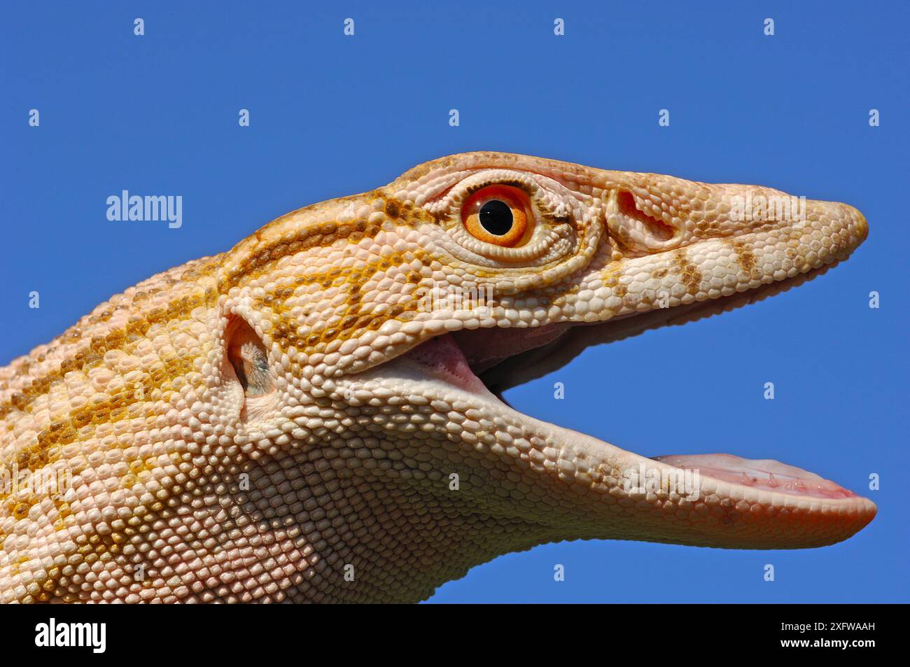 Sahara desert monitor lizard hi-res stock photography and images - Alamy