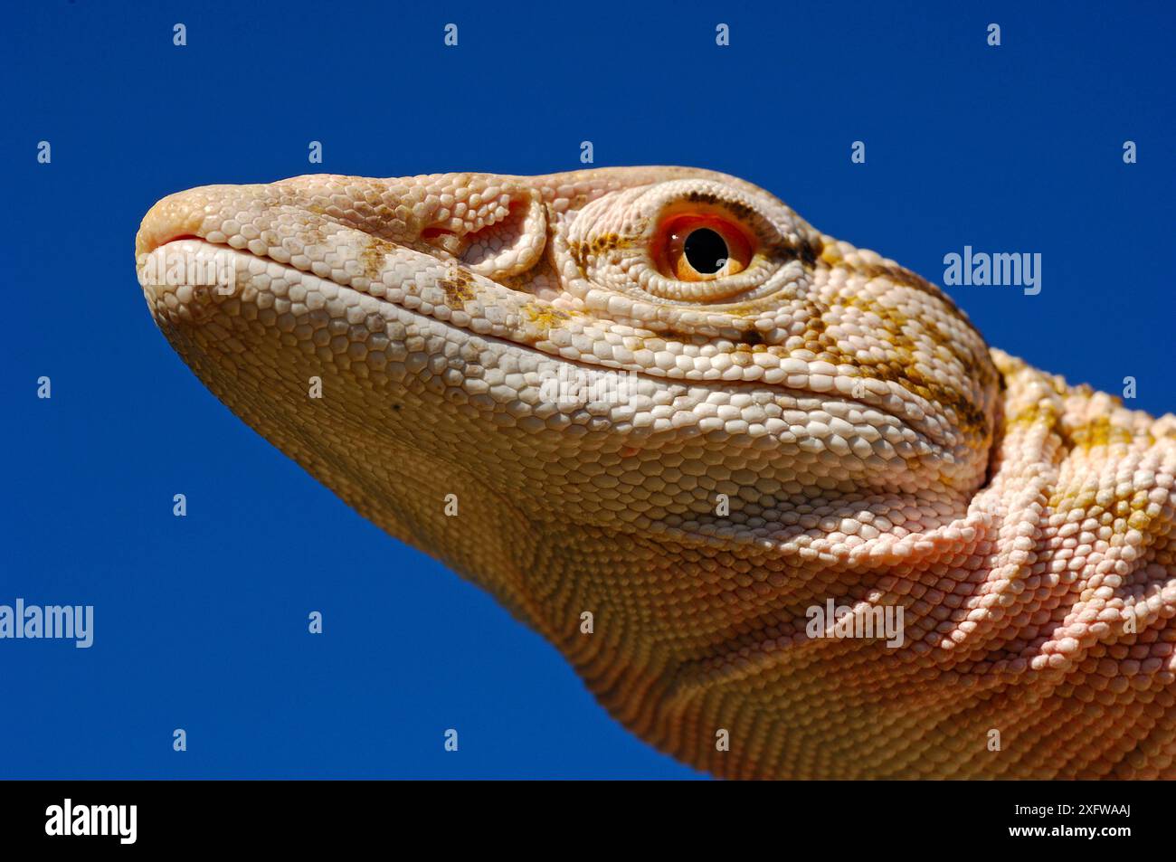 Sahara desert monitor lizard hi-res stock photography and images - Alamy