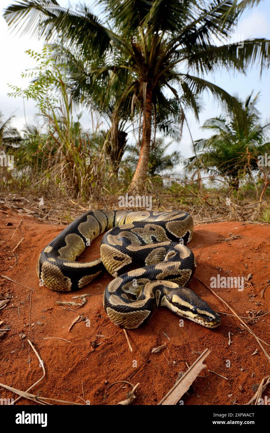 Royal python (Python regius) Togo. Controlled conditions Stock Photo ...