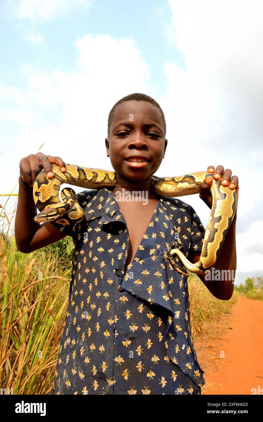 Royal regius pythonidae hi-res stock photography and images - Alamy