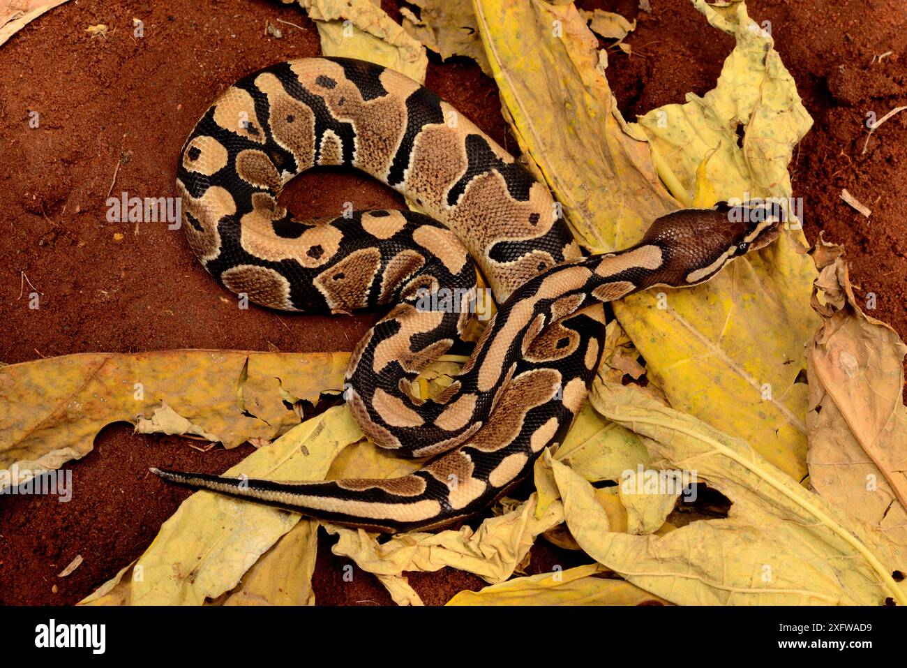 Python regius pythons hi-res stock photography and images - Alamy