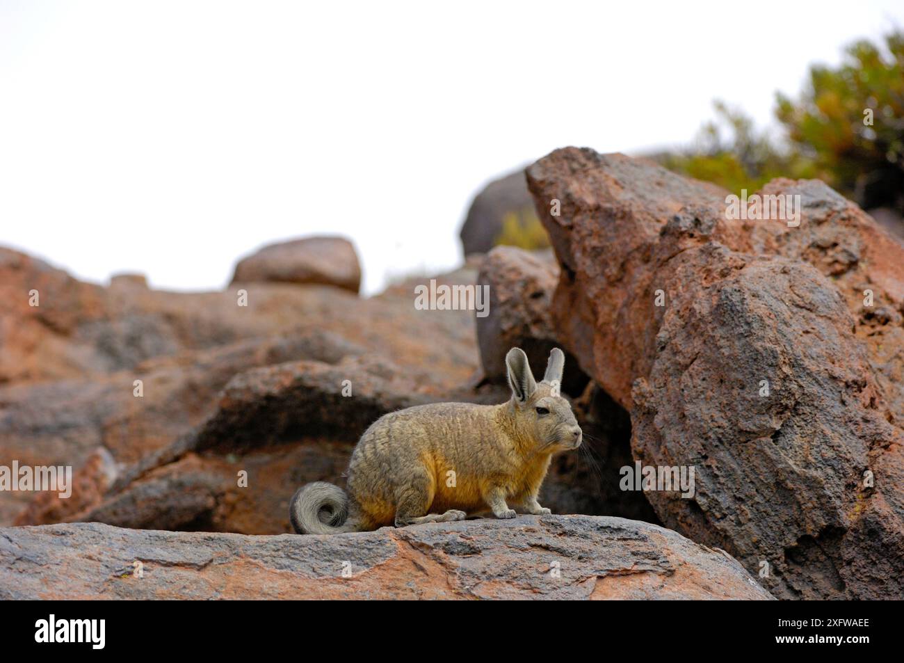 Southern viscacha (Lagidium viscacia) near Laguna Colorada, Bolivia ...