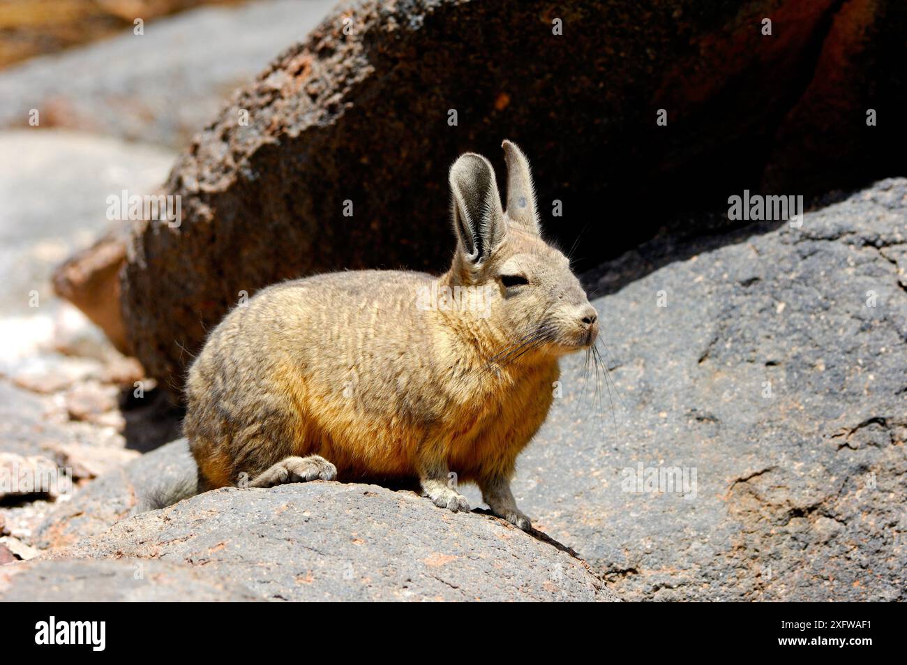 Southern viscacha (Lagidium viscacia) near Laguna Colorada, Bolivia ...