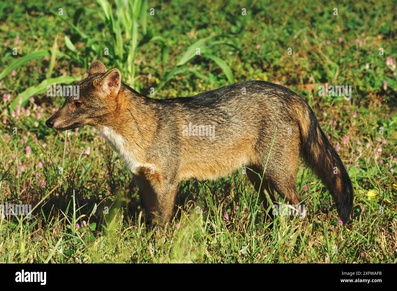 Crab-eating fox (Cerdocyon thous) Kaa-Lya National Park, South East ...