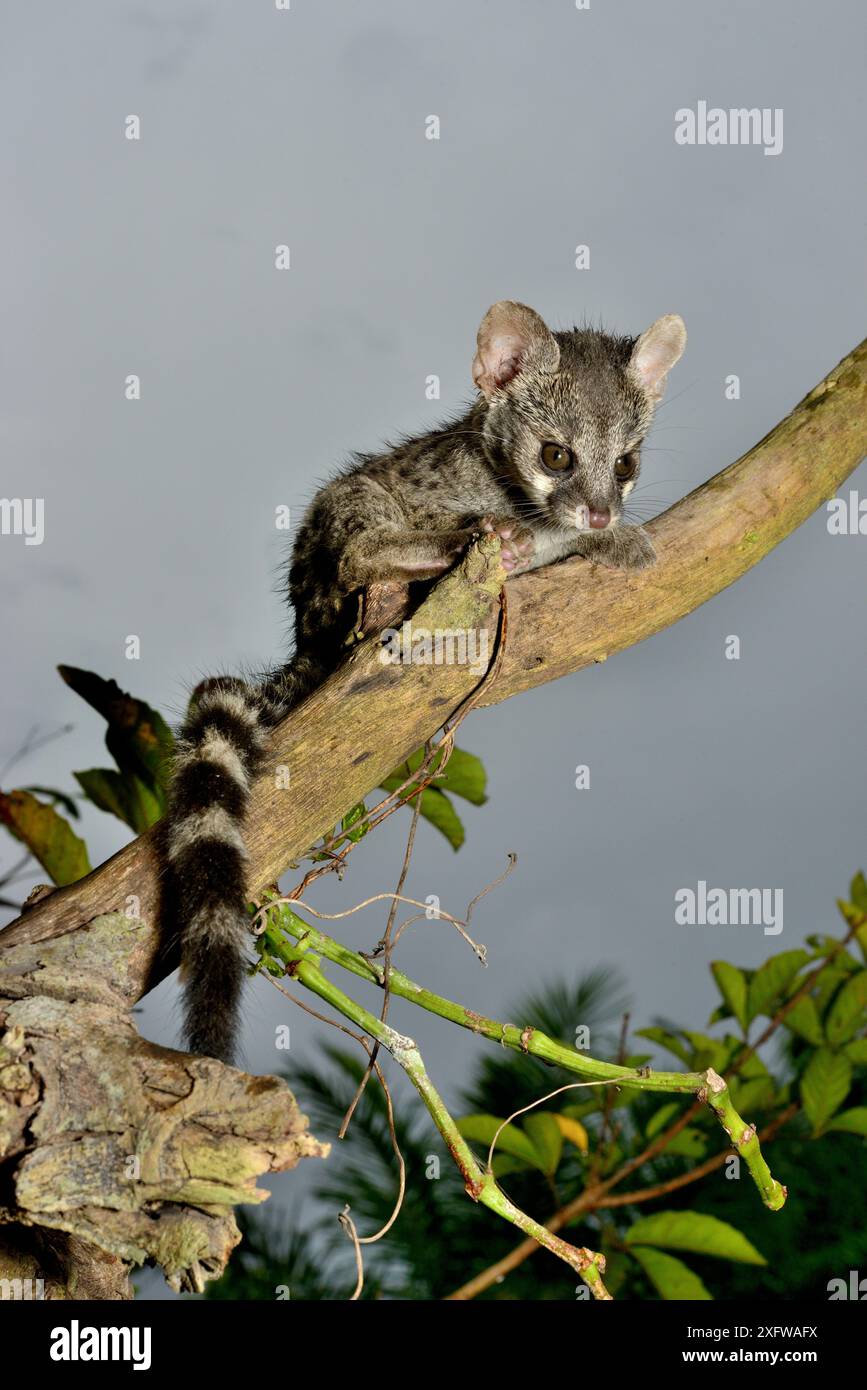 Common genet (Genetta genetta) juvenile in tree, Togo. Controlled ...