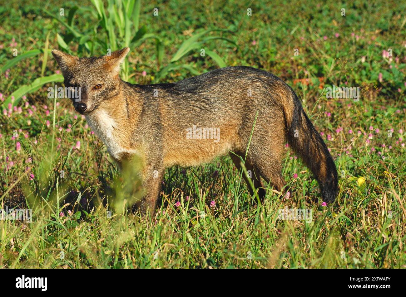 Crab-eating fox (Cerdocyon thous) Kaa-Lya National Park, South East ...