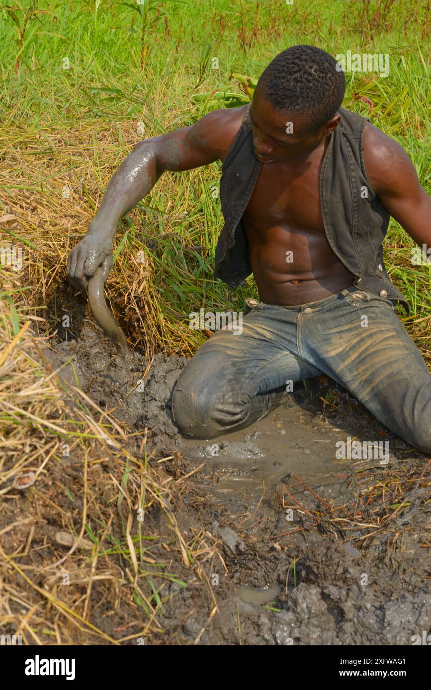 Man catching African lungfish (Protopterus annectens annectens) buried ...
