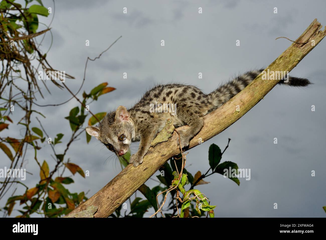 Common genet (Genetta genetta) juvenile in tree, Togo. Controlled ...