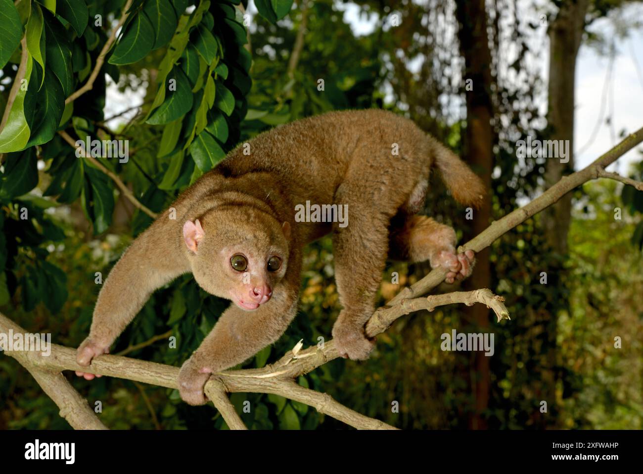 Potto (Perodicticus potto) in tree, Togo. Captive Stock Photo - Alamy