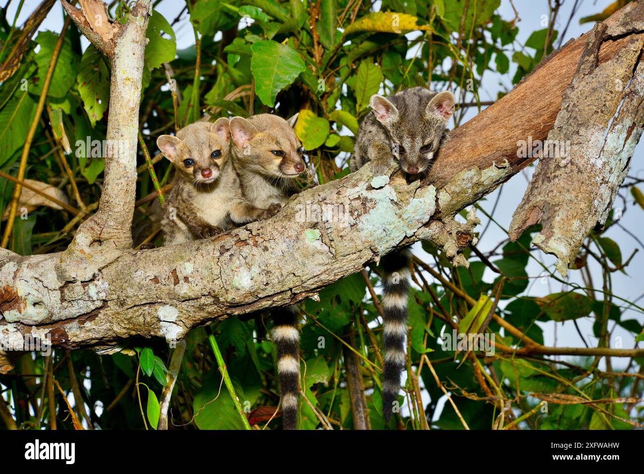 Common genet (Genetta genetta) juveniles in tree, Togo. Controlled ...