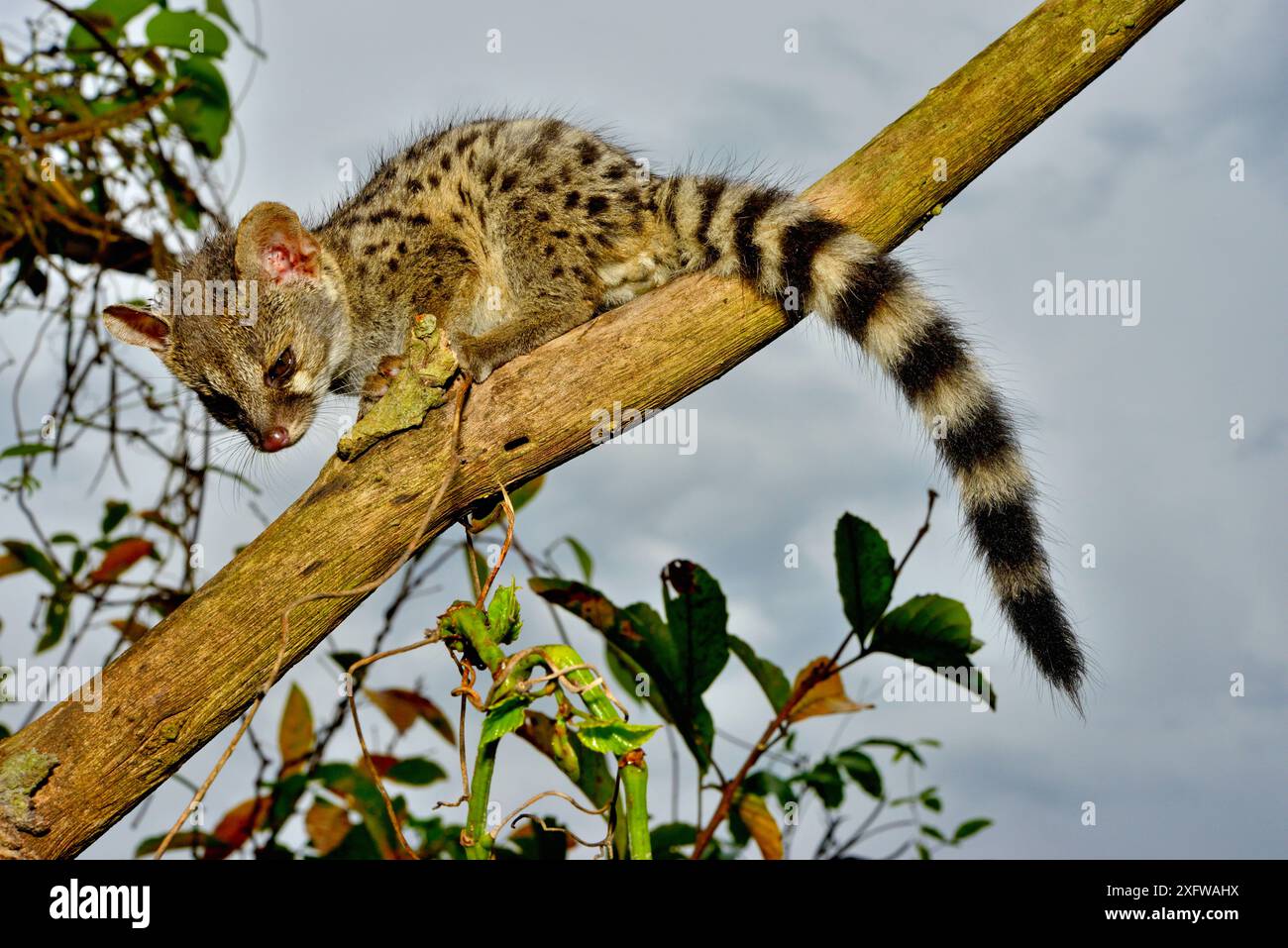 Common genet (Genetta genetta) juvenile in tree, Togo. Controlled ...