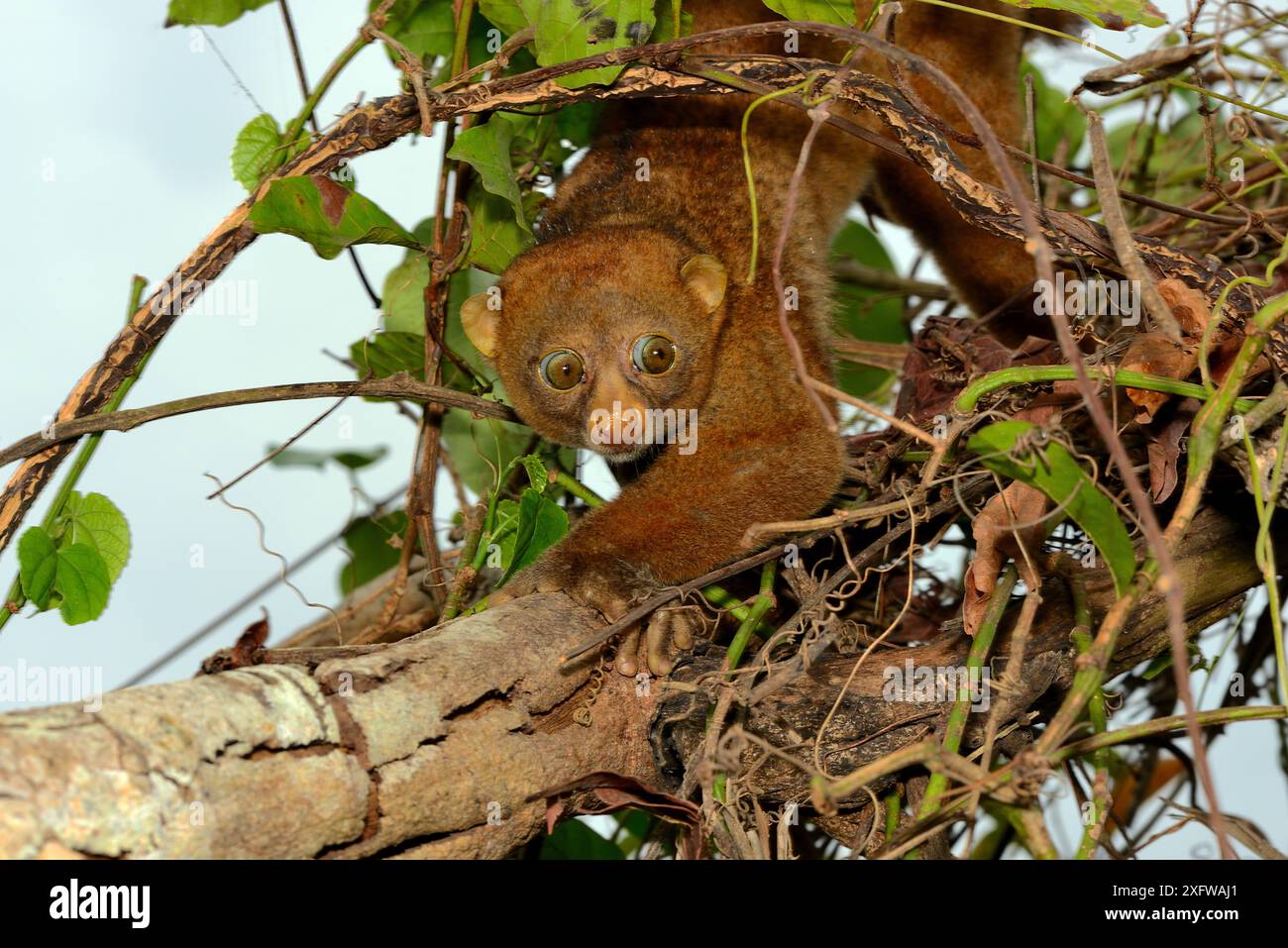 Potto (Perodicticus potto) in tree, Togo. Captive Stock Photo - Alamy