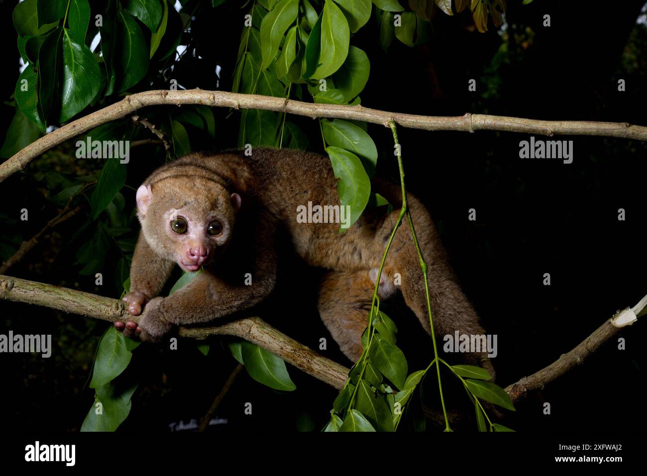 Potto hi-res stock photography and images - Alamy
