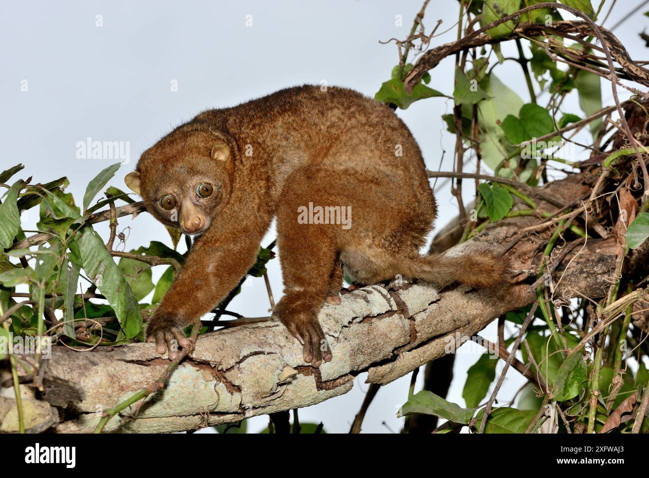 Potto hi-res stock photography and images - Alamy