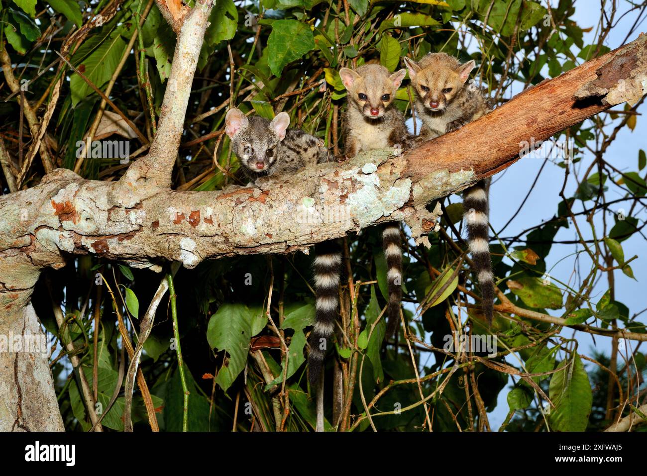 Common genet (Genetta genetta) juveniles in tree, Togo. Controlled ...