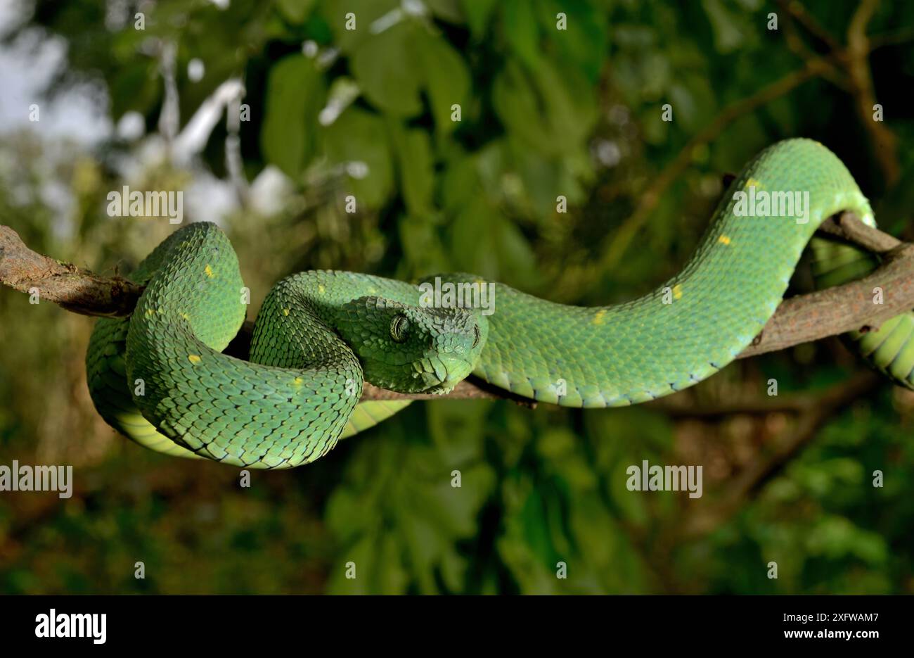 West african viper hi-res stock photography and images - Alamy